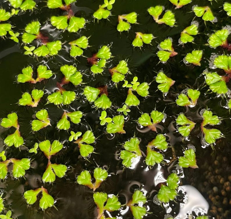 Fringed Heartwort – Rare Floating Aquarium Plant, Easy Pond Plant - Etsy