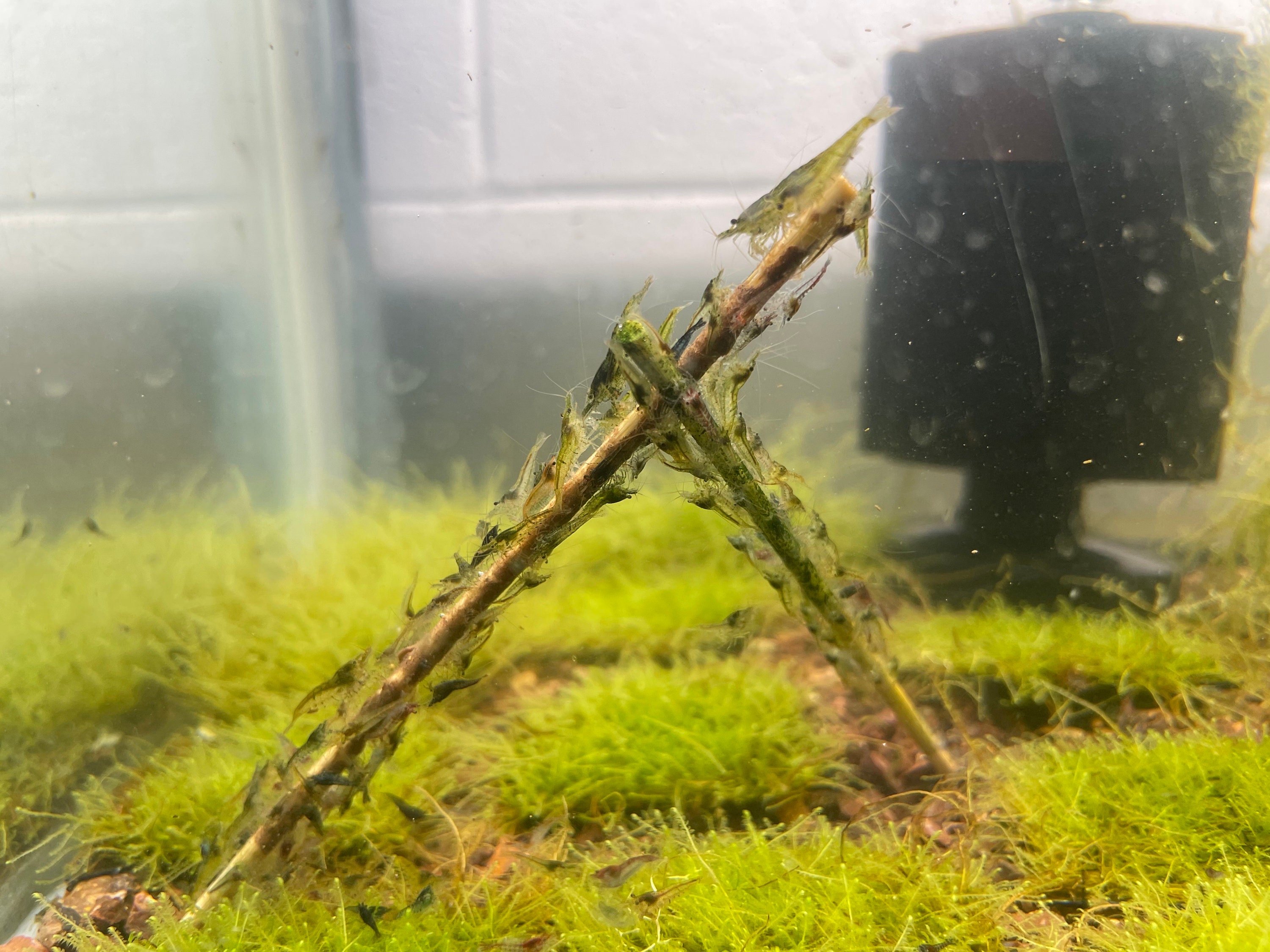 Shrimp Sticks, Shrimp Lollies - Shrimp Food for Freshwater Shrimp - Etsy