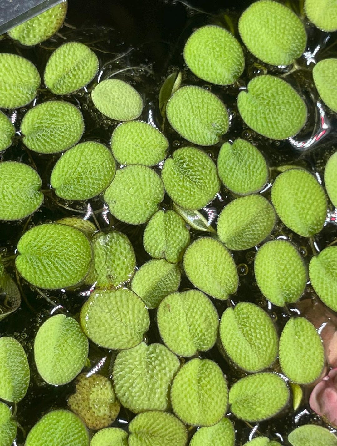 Water Spangle – Live Freshwater Floating Aquarium Plant (salvinia ...