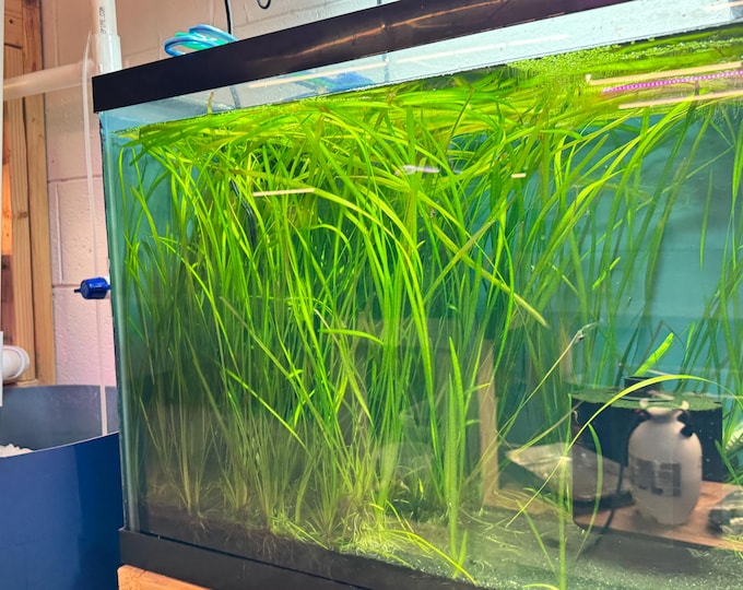 Jungle Vallisneria Live Plant | Jungle Val Background Aquarium Plant ...