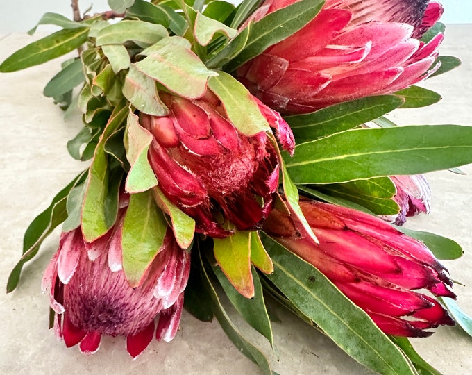 Fresh Picked Protea Flower Bouquet Pink Ice Protea - Etsy