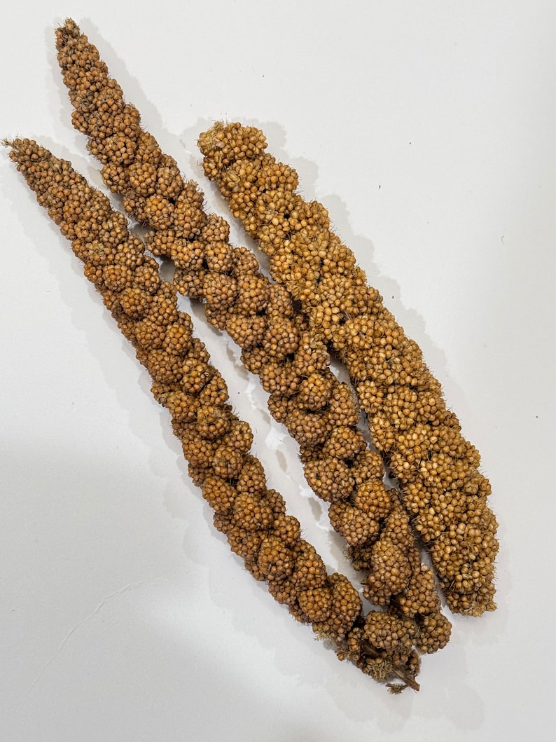 Millet Sprays - Etsy