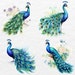 Watercolor Clipart, Watercolor Peacock, Digital Download, Commercial ...