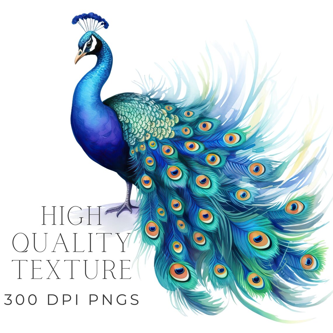 Watercolor Clipart, Watercolor Peacock, Digital Download, Commercial ...