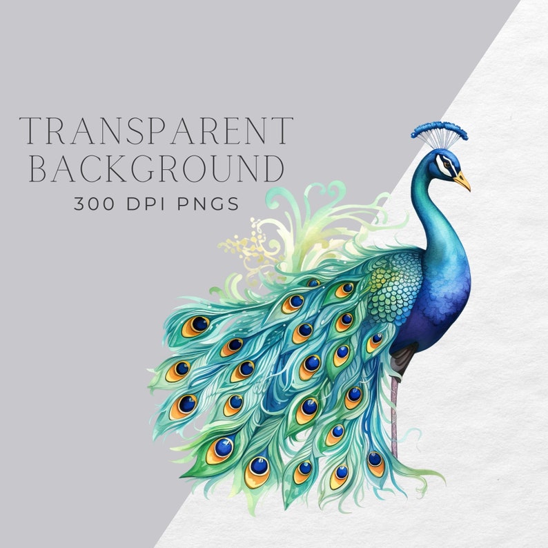Watercolor Clipart, Watercolor Peacock, Digital Download, Commercial ...