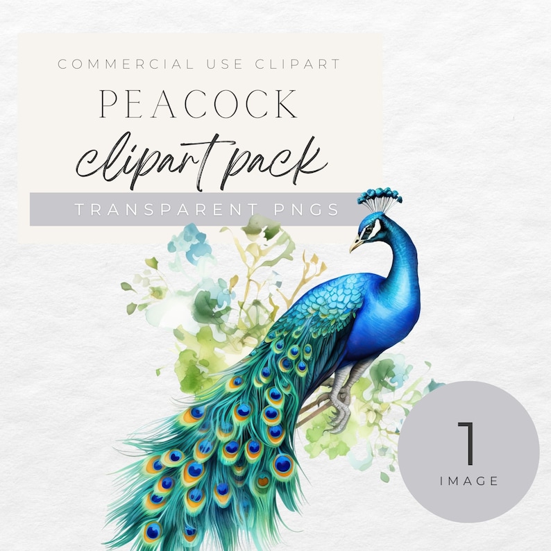 Peacocks Clipart, Commercial Use, Instant Download, Watercolor Feather ...