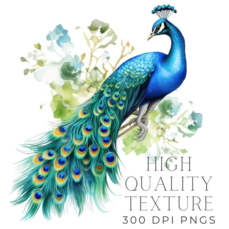 Peacocks Clipart, Commercial Use, Instant Download, Watercolor Feather ...