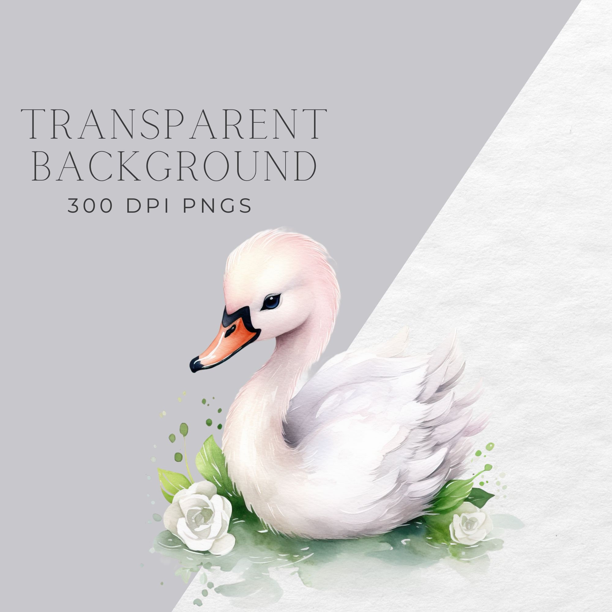 Real Animal Clipart, Baby Swan Clip Art, Single Image, Commercial Use ...