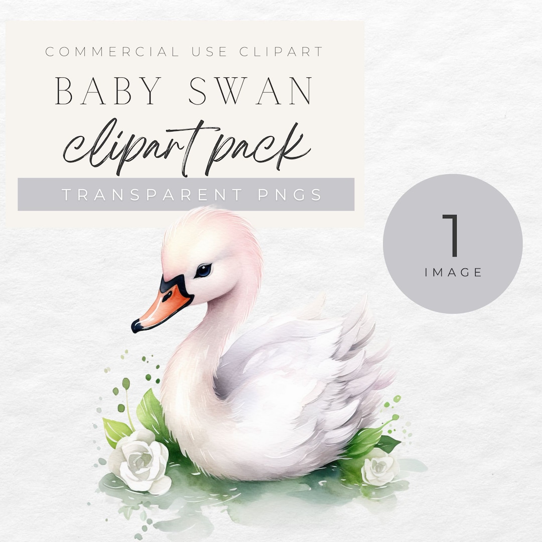 Real Animal Clipart, Baby Swan Clip Art, Single Image, Commercial Use ...