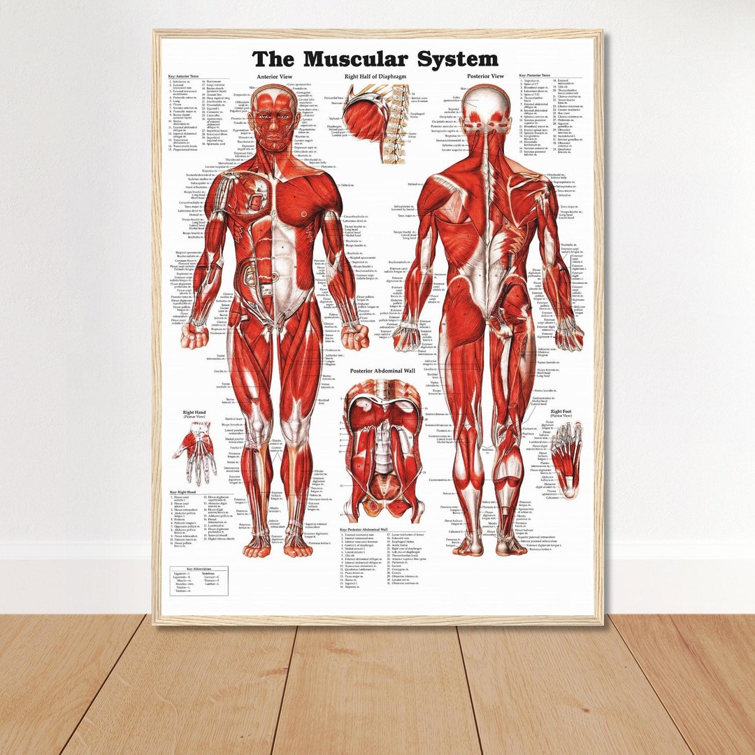 The Muscular System Chart Poster Print Anatomical Human Body Premium ...