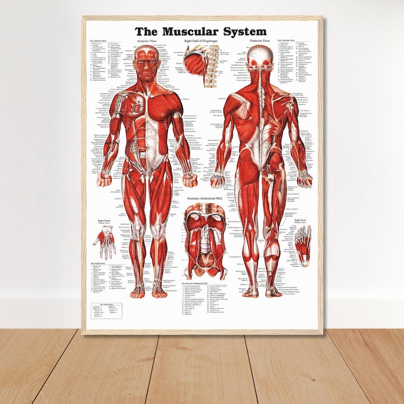 The Muscular System Chart Poster Print Anatomical Human Body Premium ...