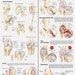 Hip and Knee Inflammations System Wall Chart Poster Print Anatomical ...