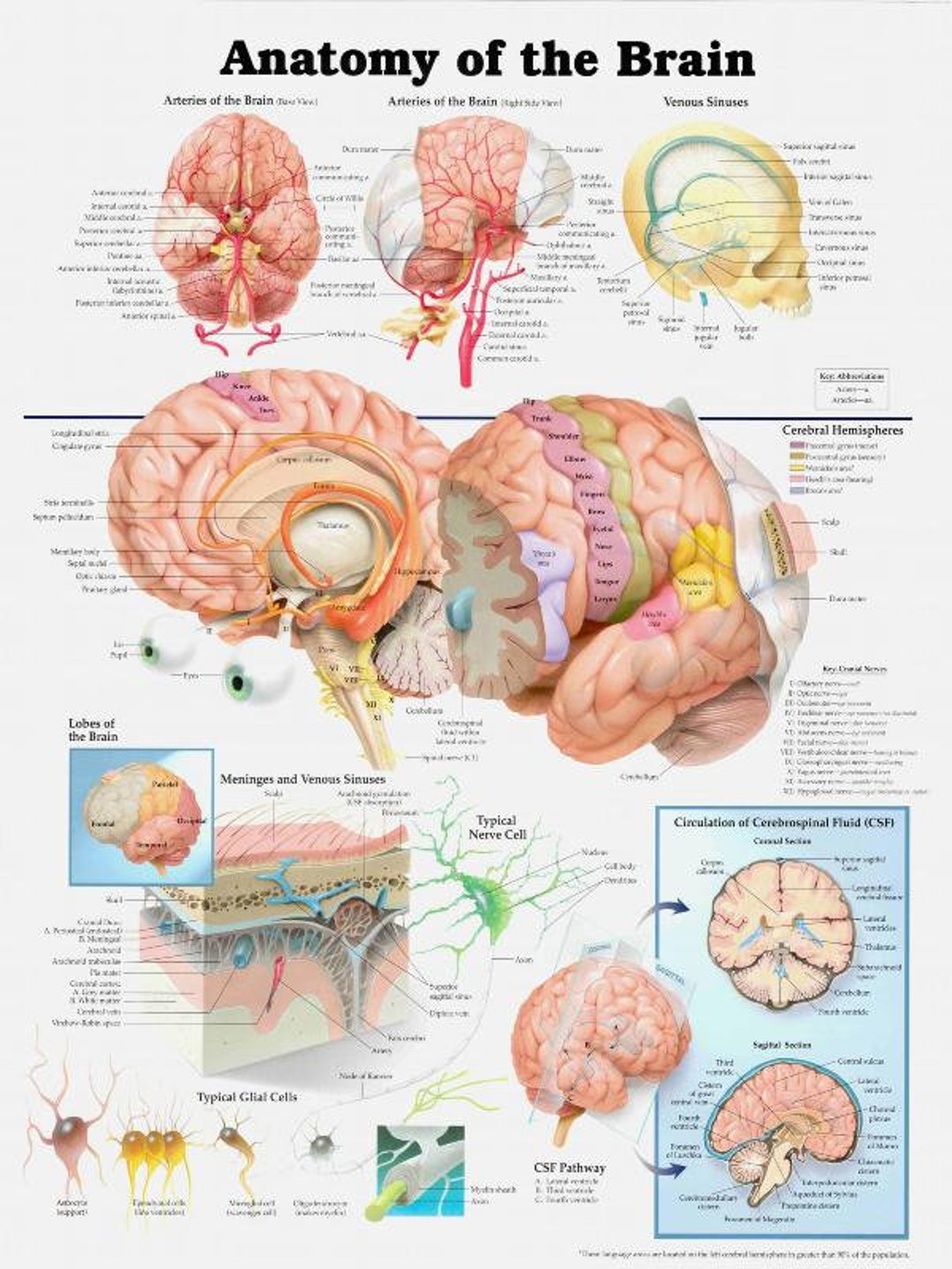 Anatomy of the Brain System Chart Poster Print Anatomical Human Body ...
