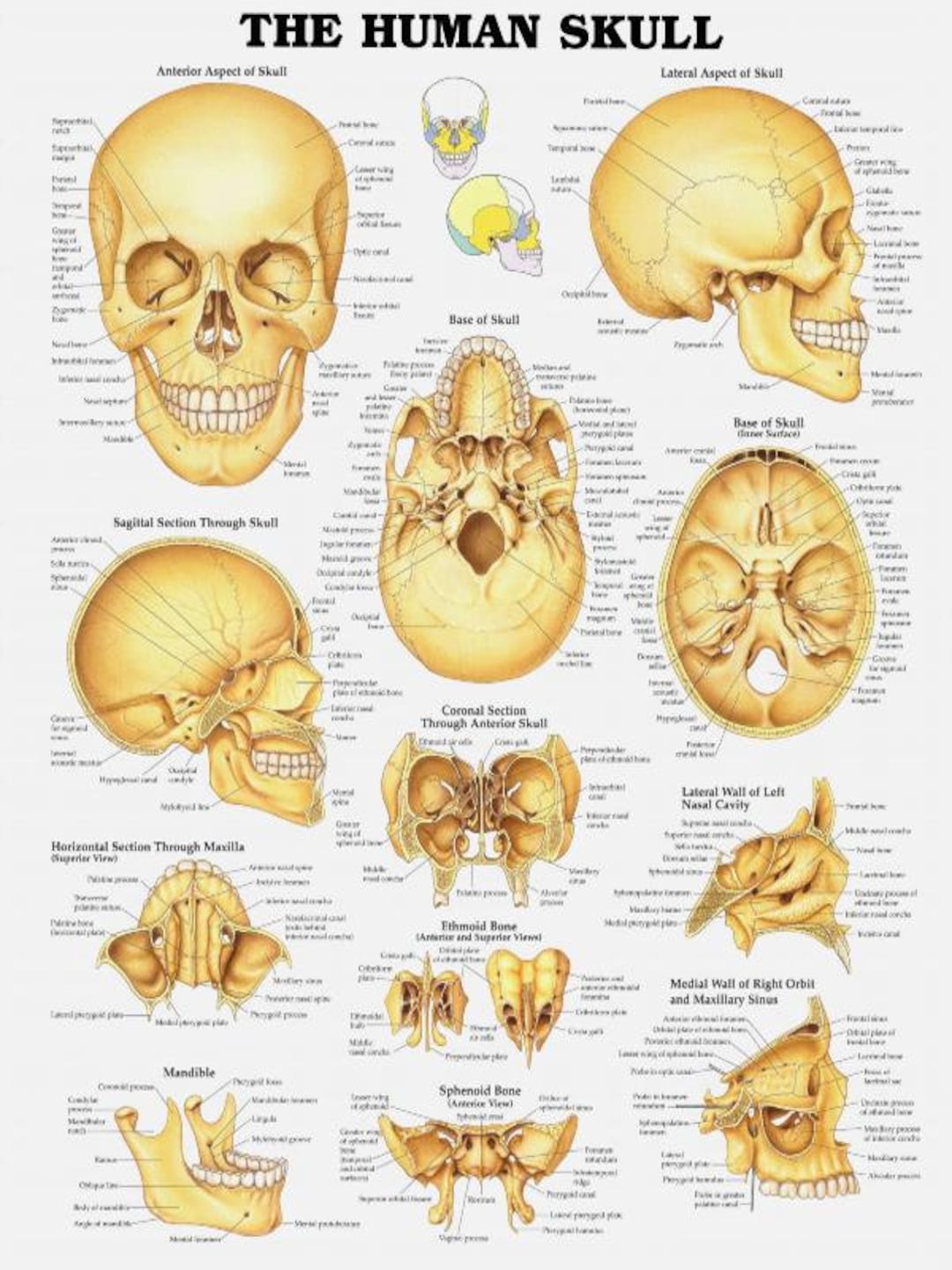The Human Skull System Wall Chart Poster Print Anatomical Human Body ...