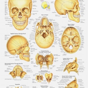 The Human Skull System Wall Chart Poster Print Anatomical Human Body ...