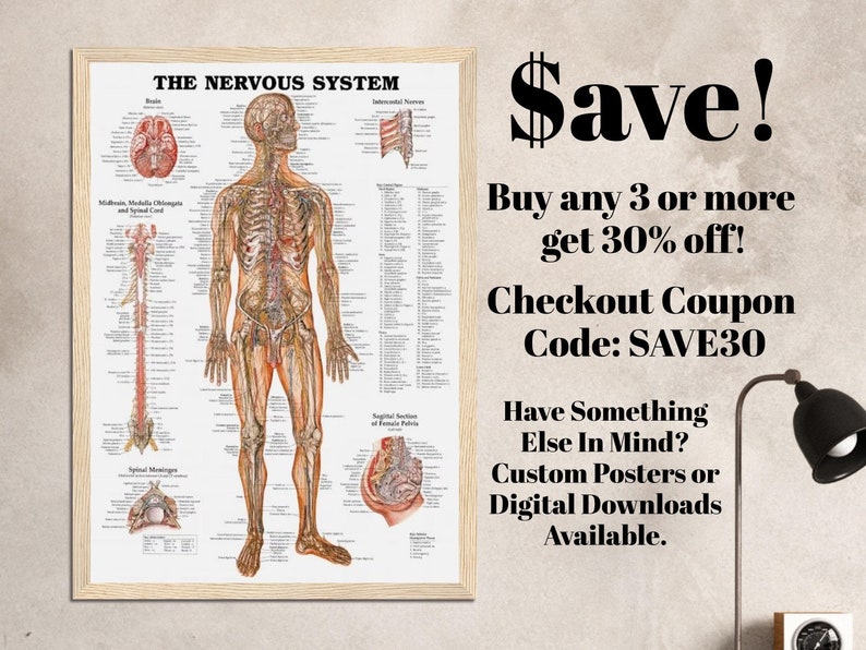 The Nervous System Chart Poster Print Anatomical Human Body Premium ...