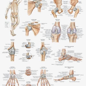Ligaments of the Joints System Chart Poster Print Anatomical Human Body ...