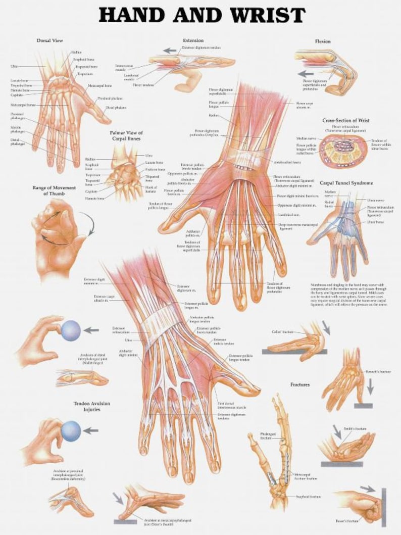 Hand and Wrist System Wall Chart Poster Print Anatomical Human Body ...