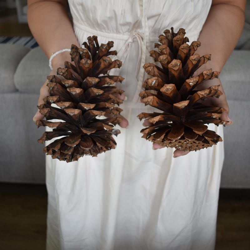 Extra Large Pine Cones - Etsy