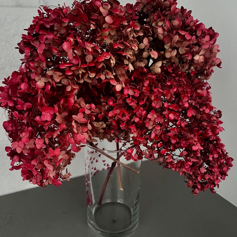Dried Hydrangeas - Etsy
