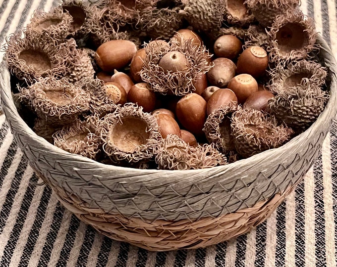 Acorns From a Bur Oak Tree-caps and Nuts, Real Acorns Natural Acorn ...