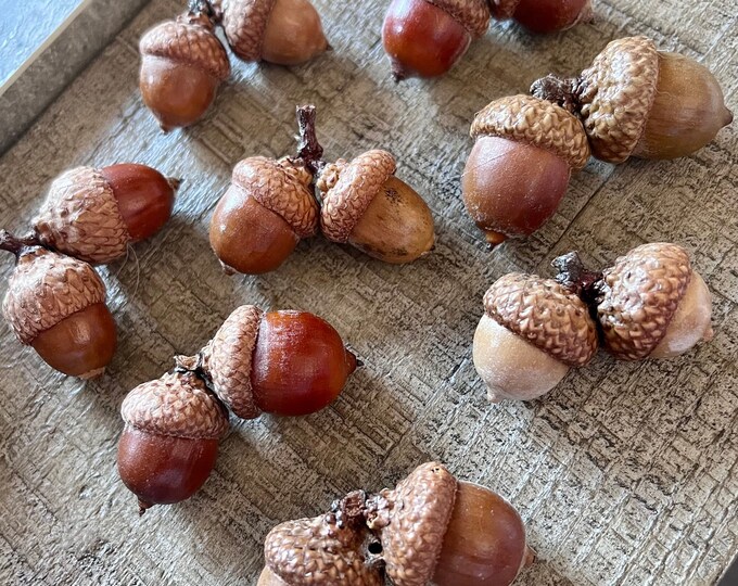 Real Acorns-double Acorns-natural Acorns minnesota Twins Acorns Glazed ...