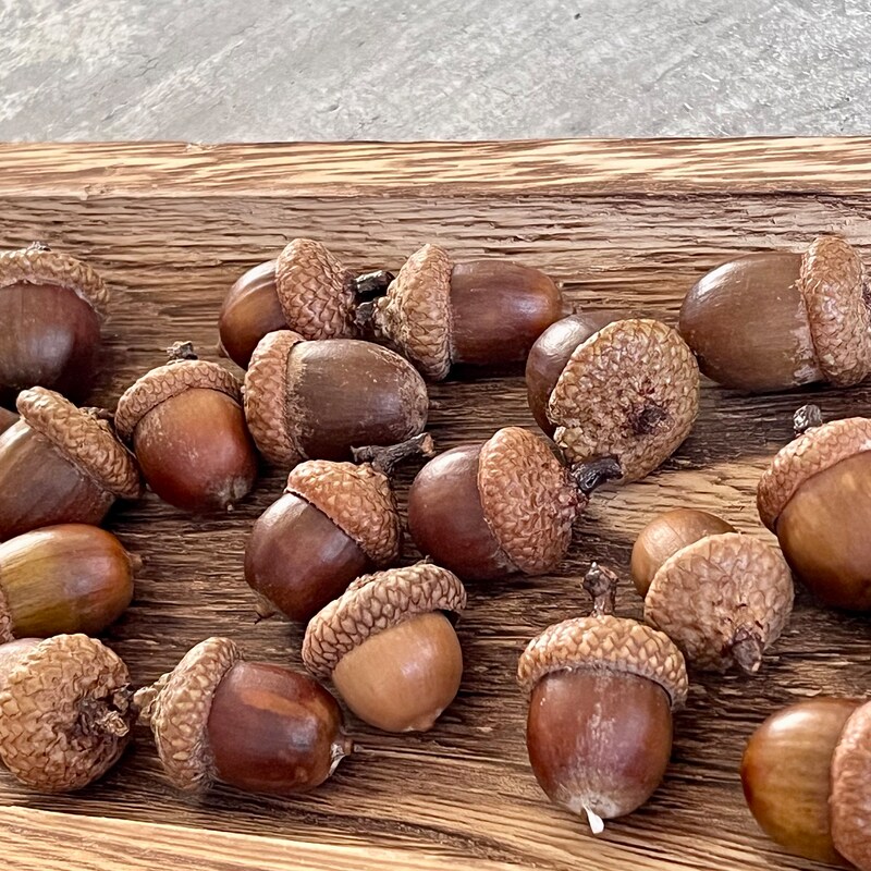 Carved Acorns - Etsy