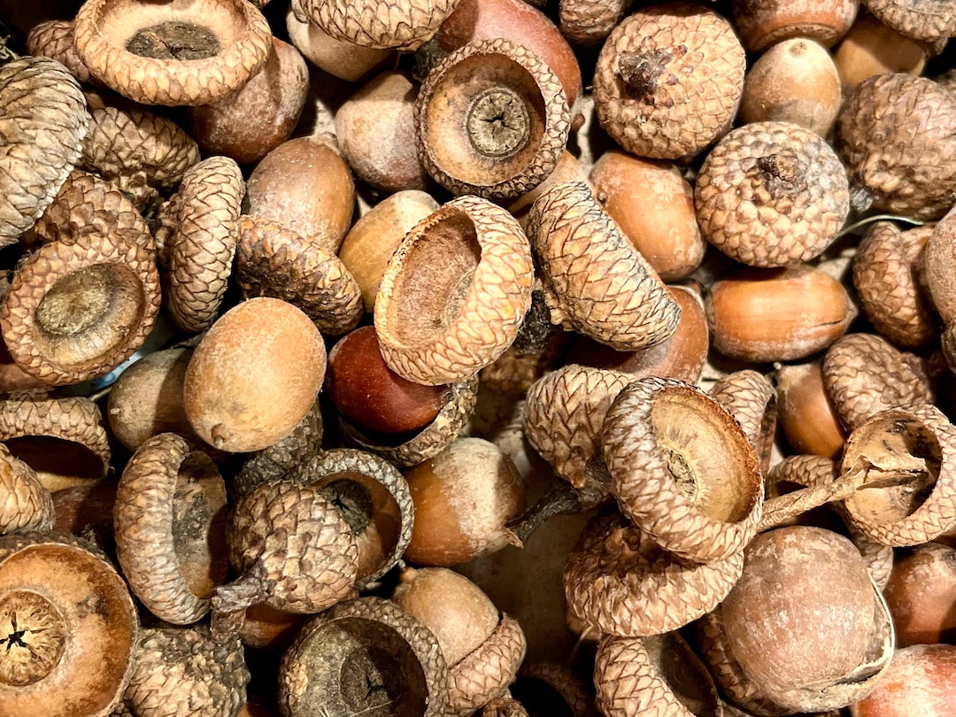 Natural Acorns Nuts and Caps - Etsy