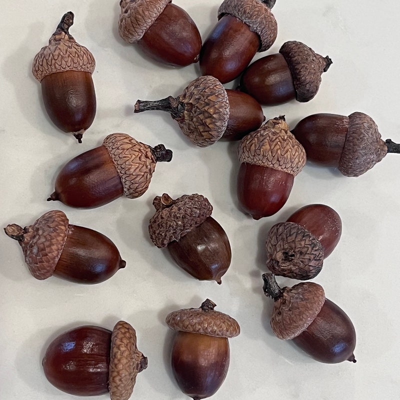 Real Acorns for Crafts - Etsy