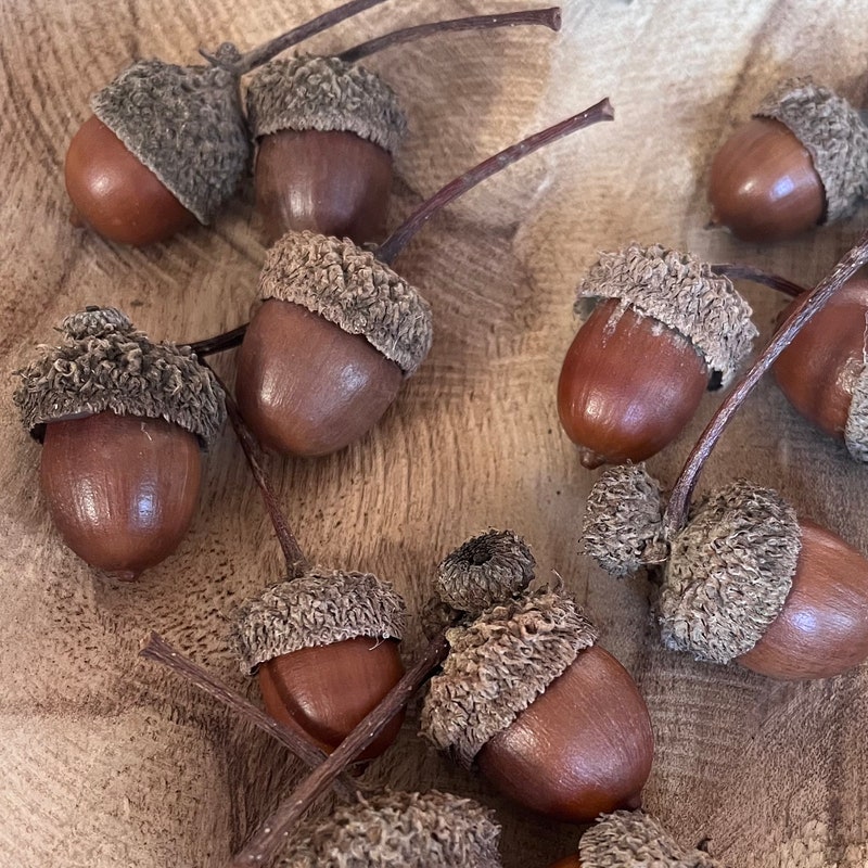 Burr Oak Acorn Caps - Etsy