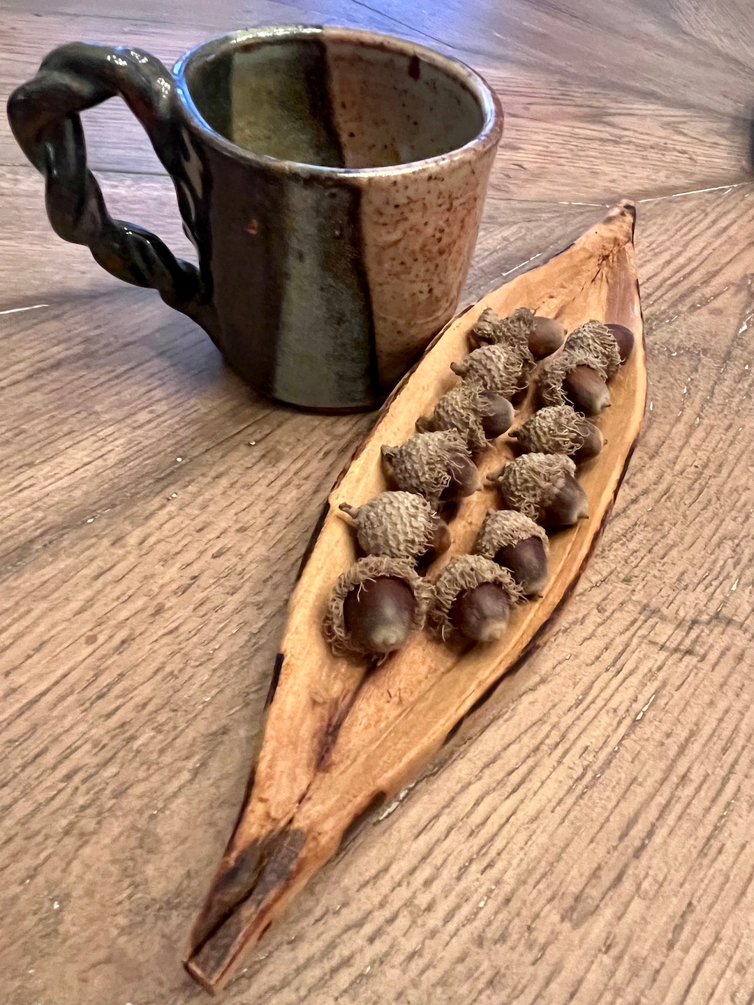 Burr Acorns Real Burr Oak Acorns Natural Burr Acorns Great - Etsy