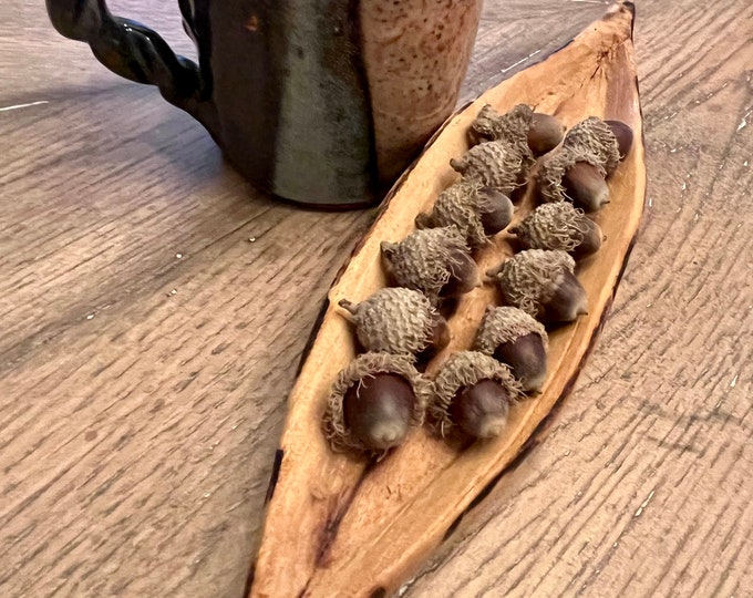 Bur Acorns, Real Bur Oak Acorns, Natural Bur Acorns, Great for Natural ...