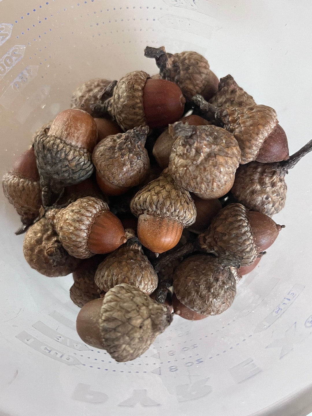 Small Acorns-real Acorns Natural Acorns Cleaned and Baked Crafts ...