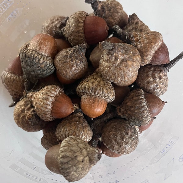 Real Acorns - Etsy UK