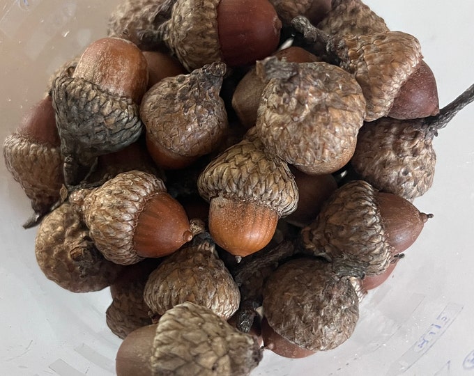 Small Acorns-real Acorns Natural Acorns Cleaned and Baked Crafts ...