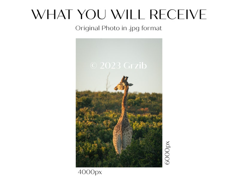 Giraffe Wall Art Printable High Resolution Picture Safari Printable ...