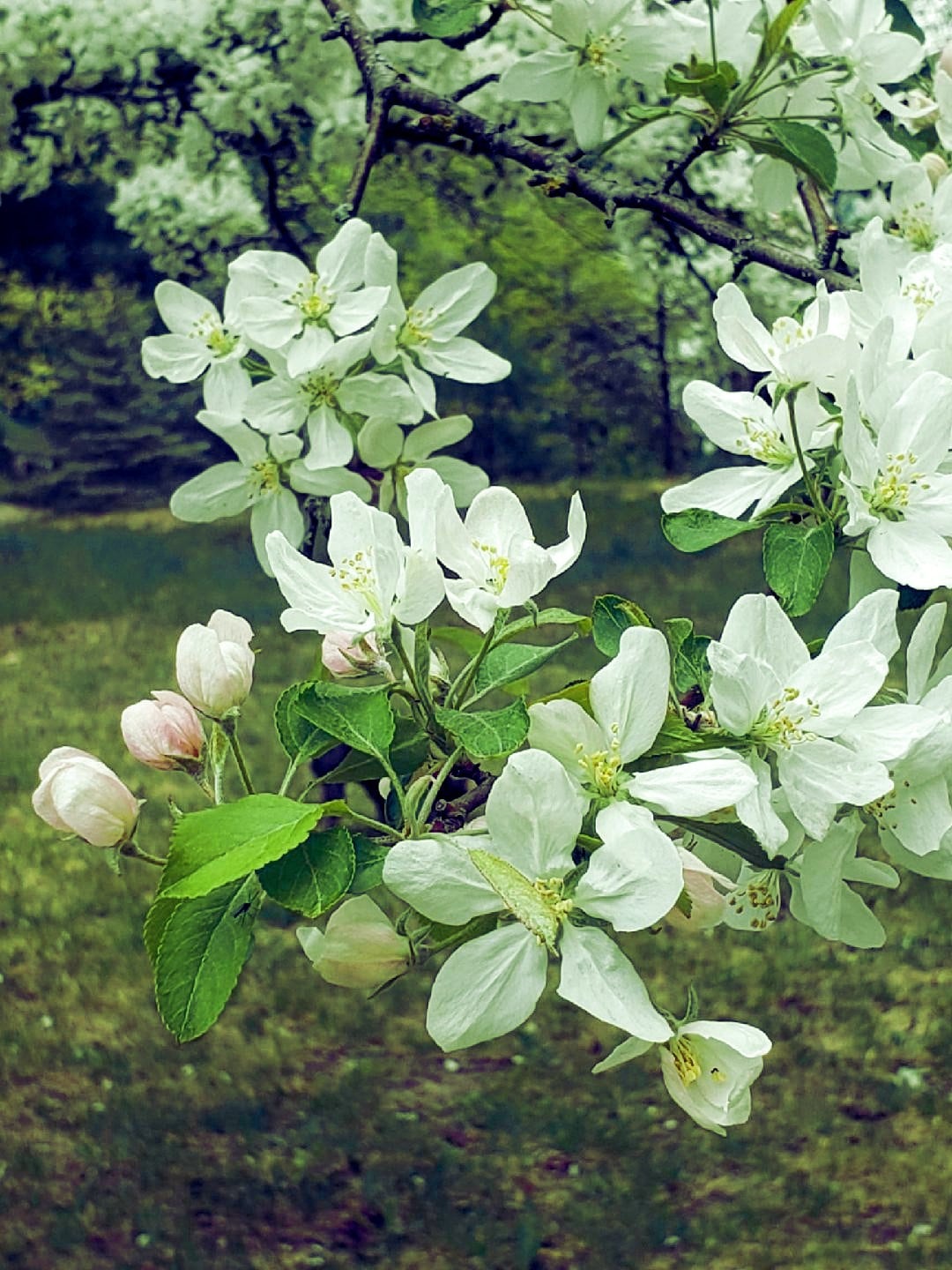 Digital Download: Apple Blossom - Etsy