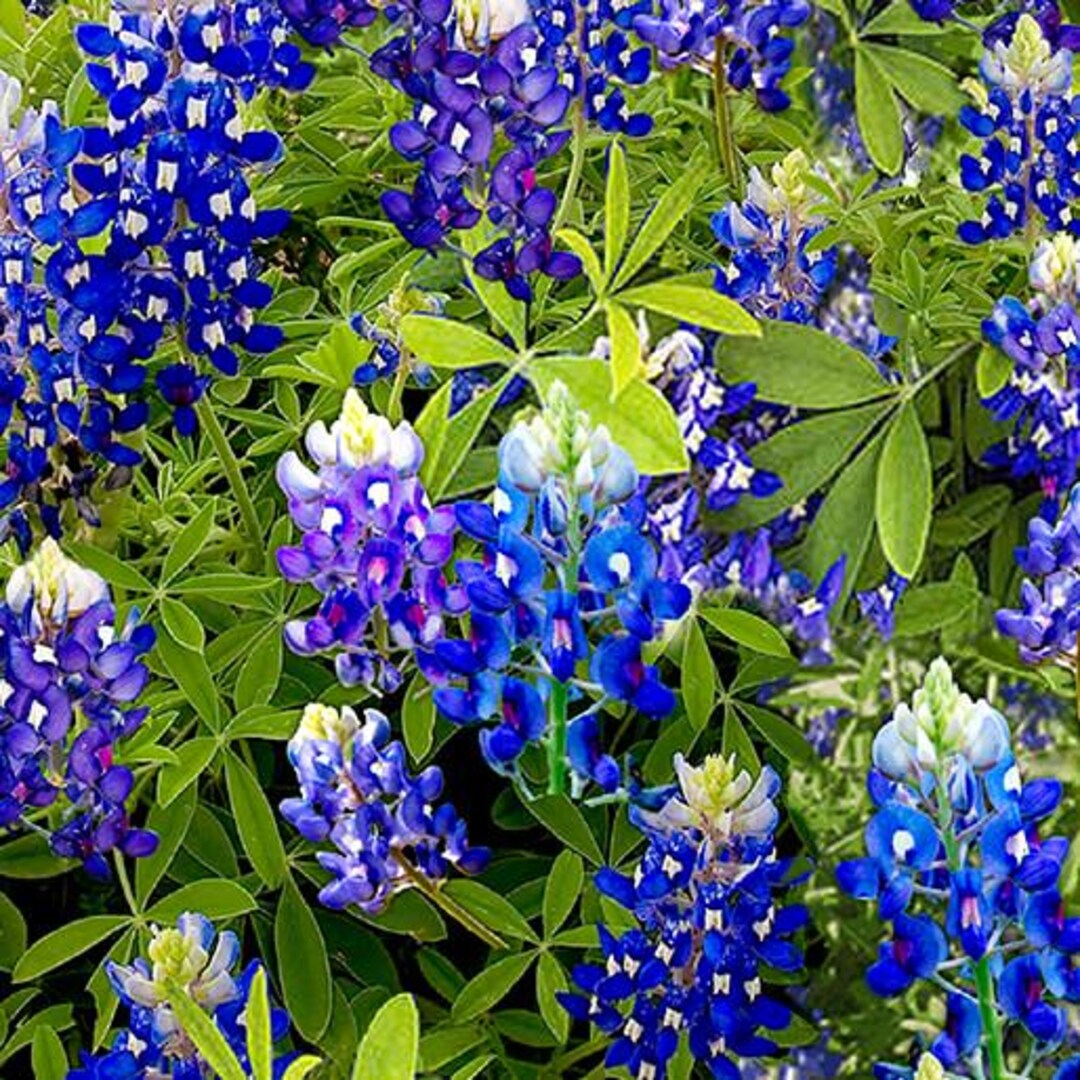 Bluebonnet Flowers by Benartex 108" Fabric (14512 W55) Sold by the Yard ...