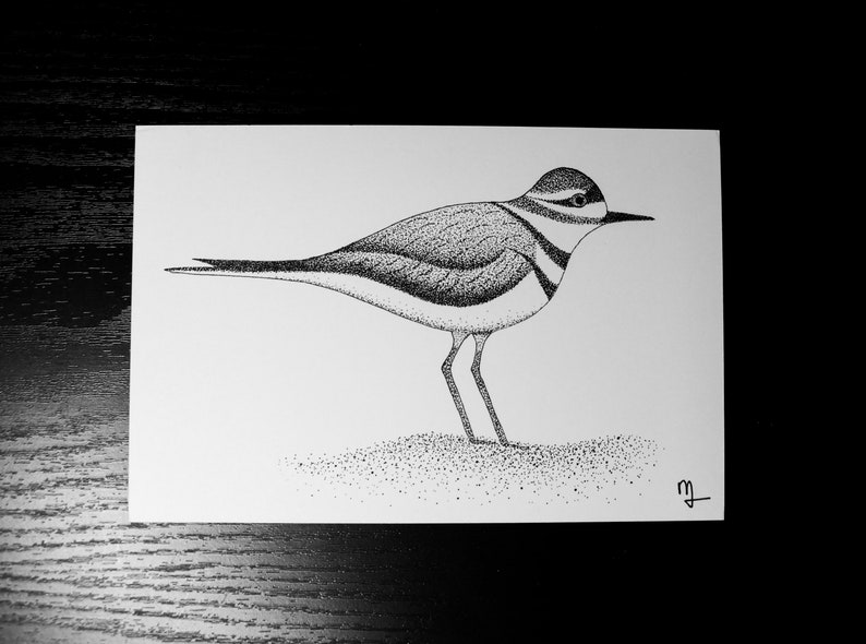 Killdeer Print - Etsy