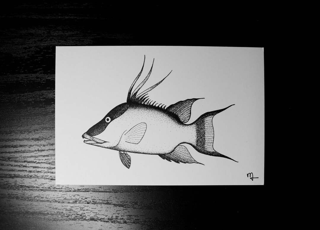 Hogfish Print - Etsy