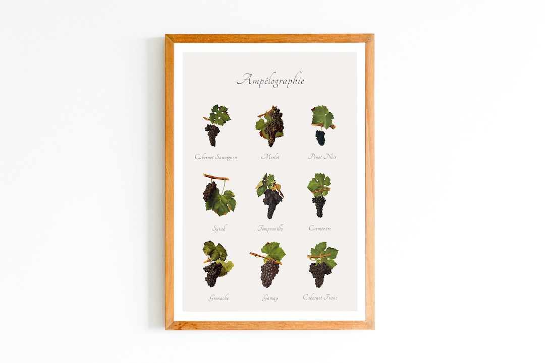 Blue Grape Varieties Poster Red Wine Print Wine Lovers Gift Neutral ...