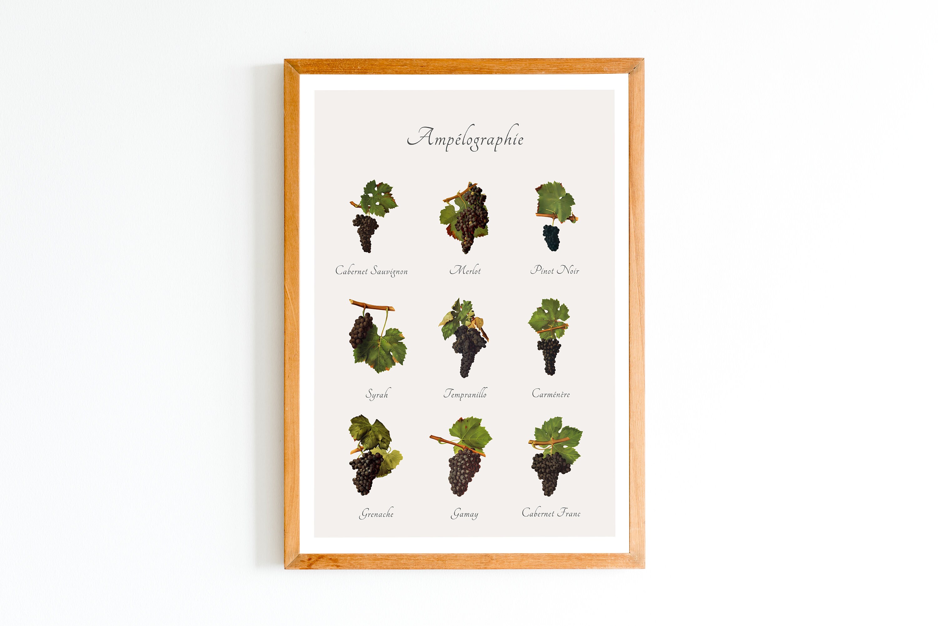 Blue Grape Varieties Poster Red Wine Print Wine Lovers Gift Neutral ...