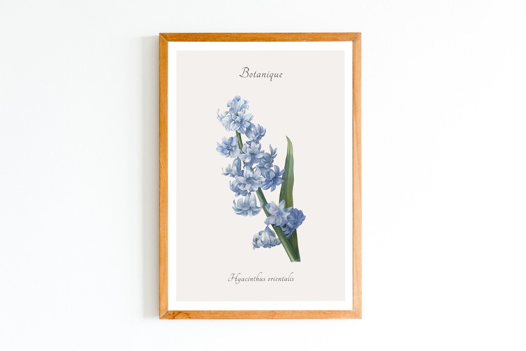 Blue Hyacinth Poster Botanical Illustration Print Vintage - Etsy