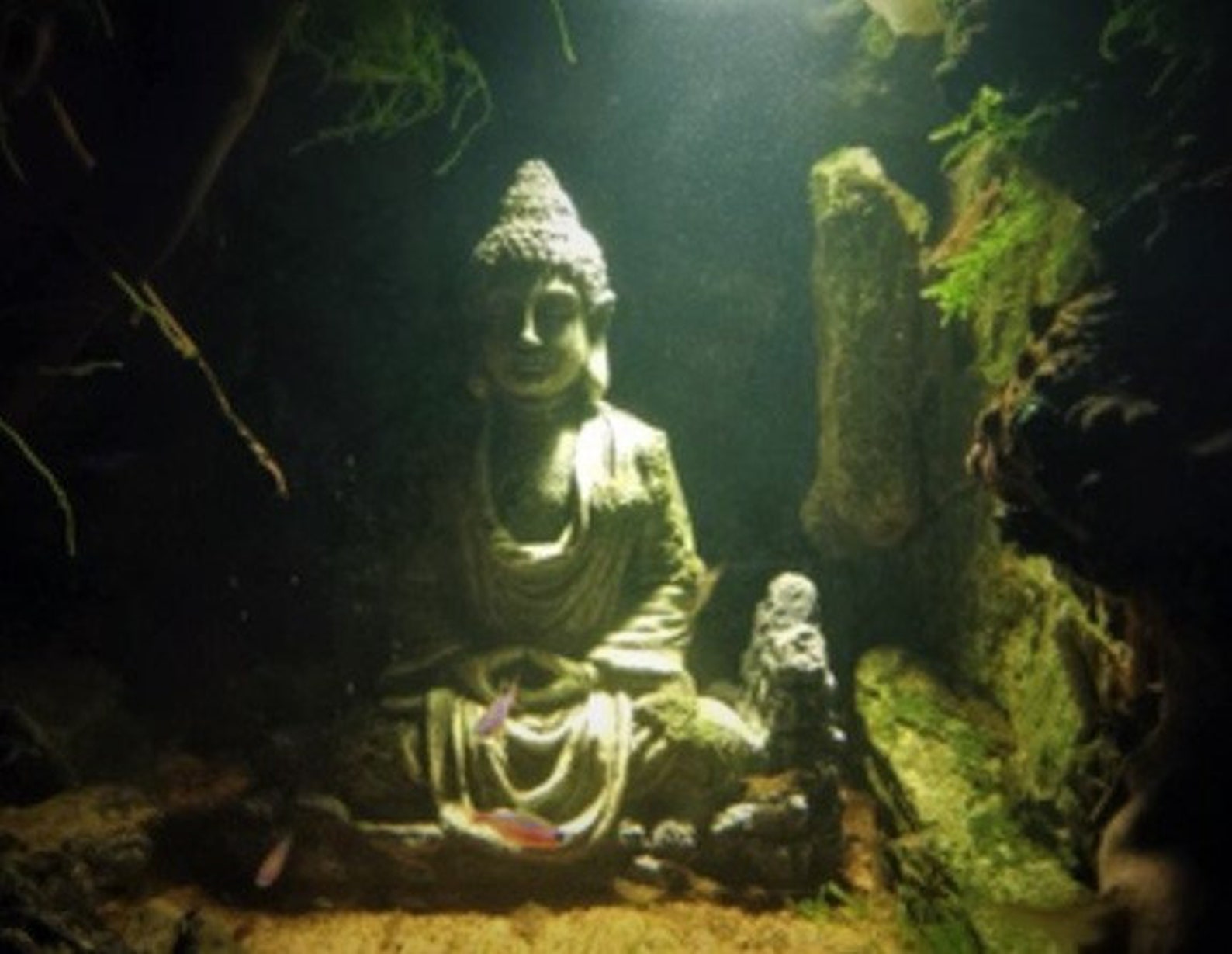 Resin Buddha Statue Aquarium Decor - 13x5x16cm - Zen Aquascaping ...
