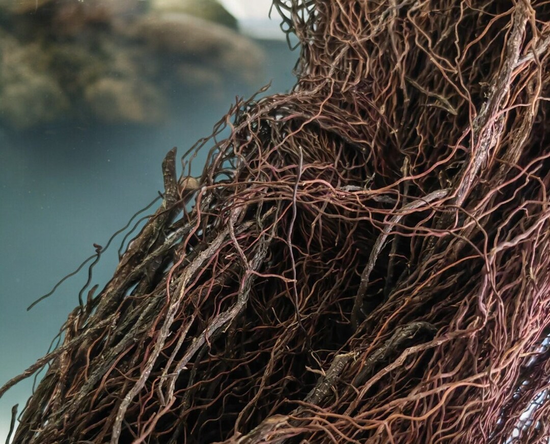 Aquarium Driftwood Roots - Bushy Tank Wood for Aquascaping - Perfect ...