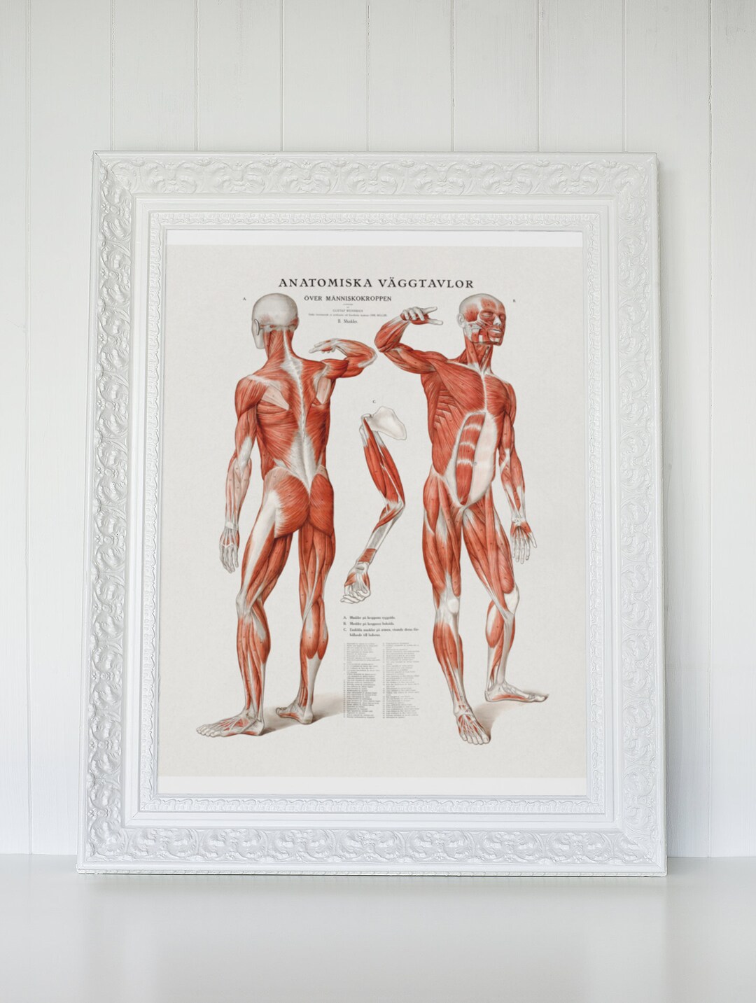 Human Body Anatomy Muscles Art Print Vintage Wall Art - Etsy Canada
