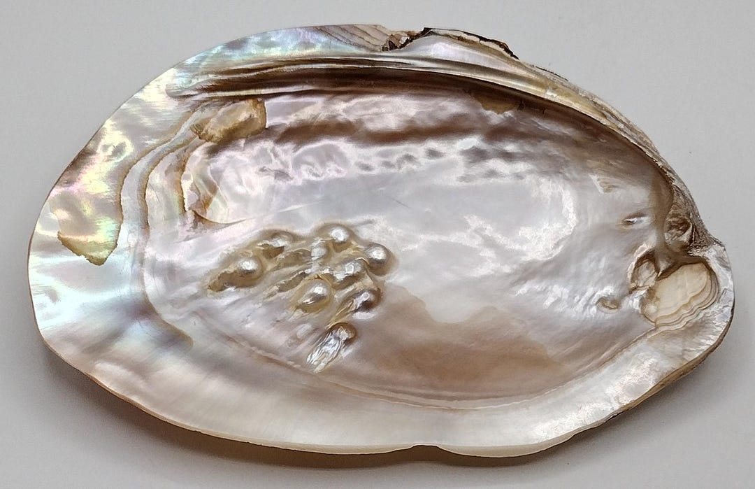Mother of Pearl Oyster Shell With 9 Natural Blister Pearls • Raw Nacre ...