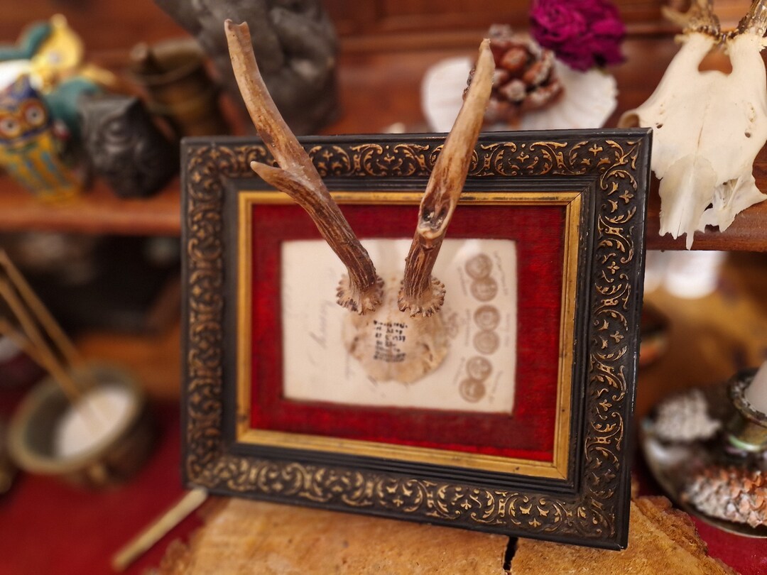 Old Napoleon III Frame With Real Deer Skull: Decorative Object for ...