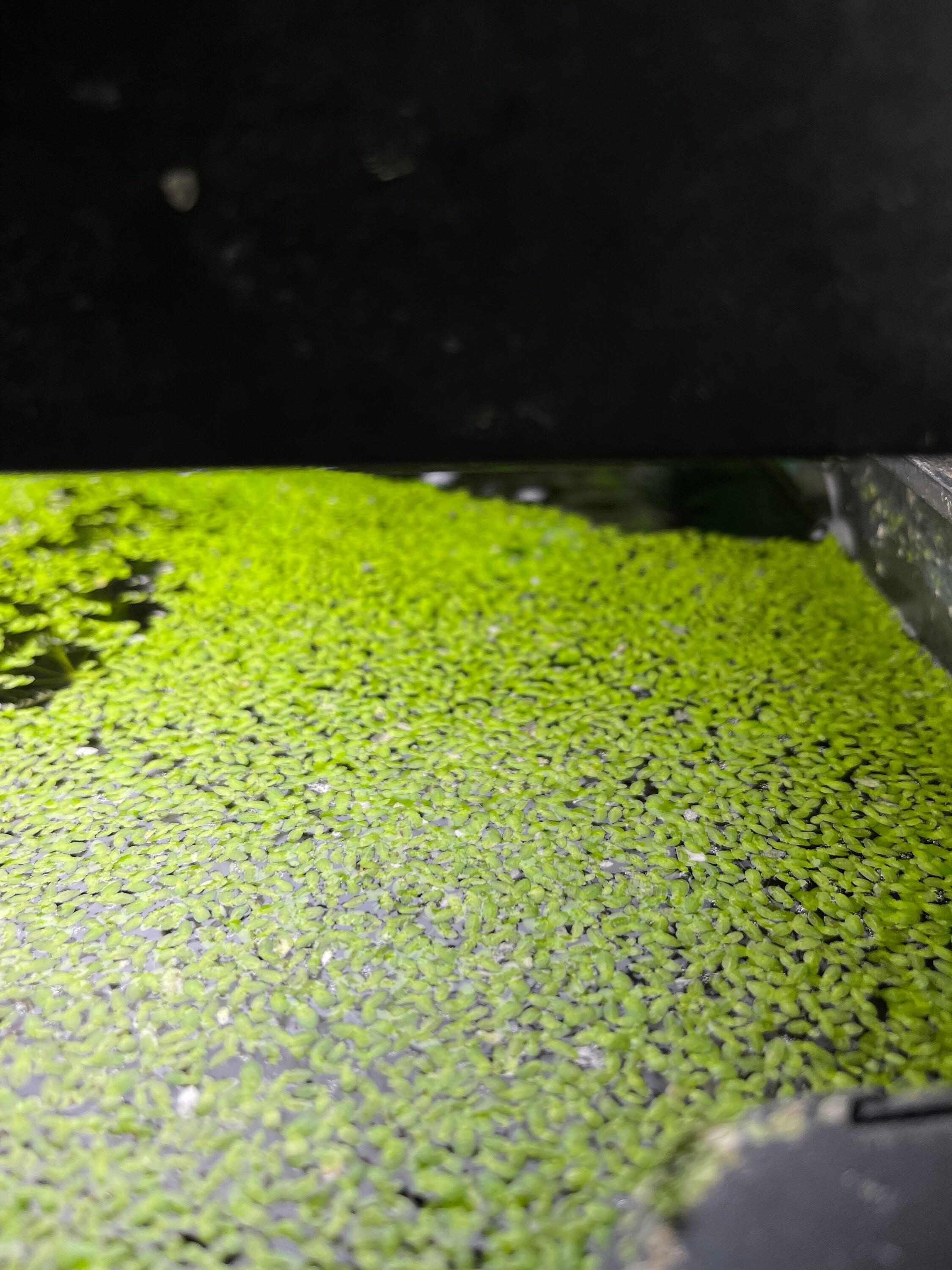 Freshwater Duckweed Floating Live Aquarium Plant - Etsy Canada