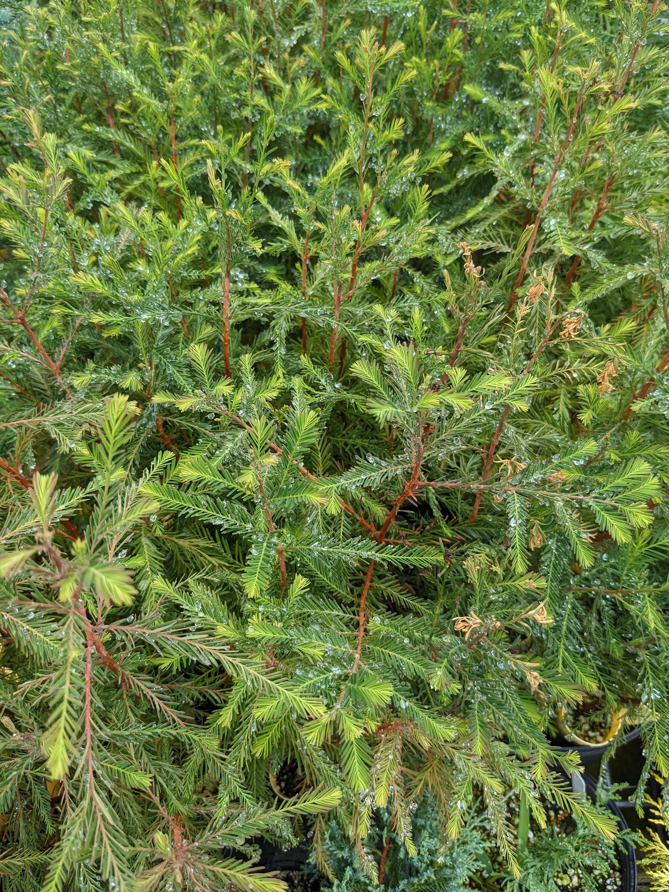 Montezuma Cypress taxodium Mucronatum - Etsy